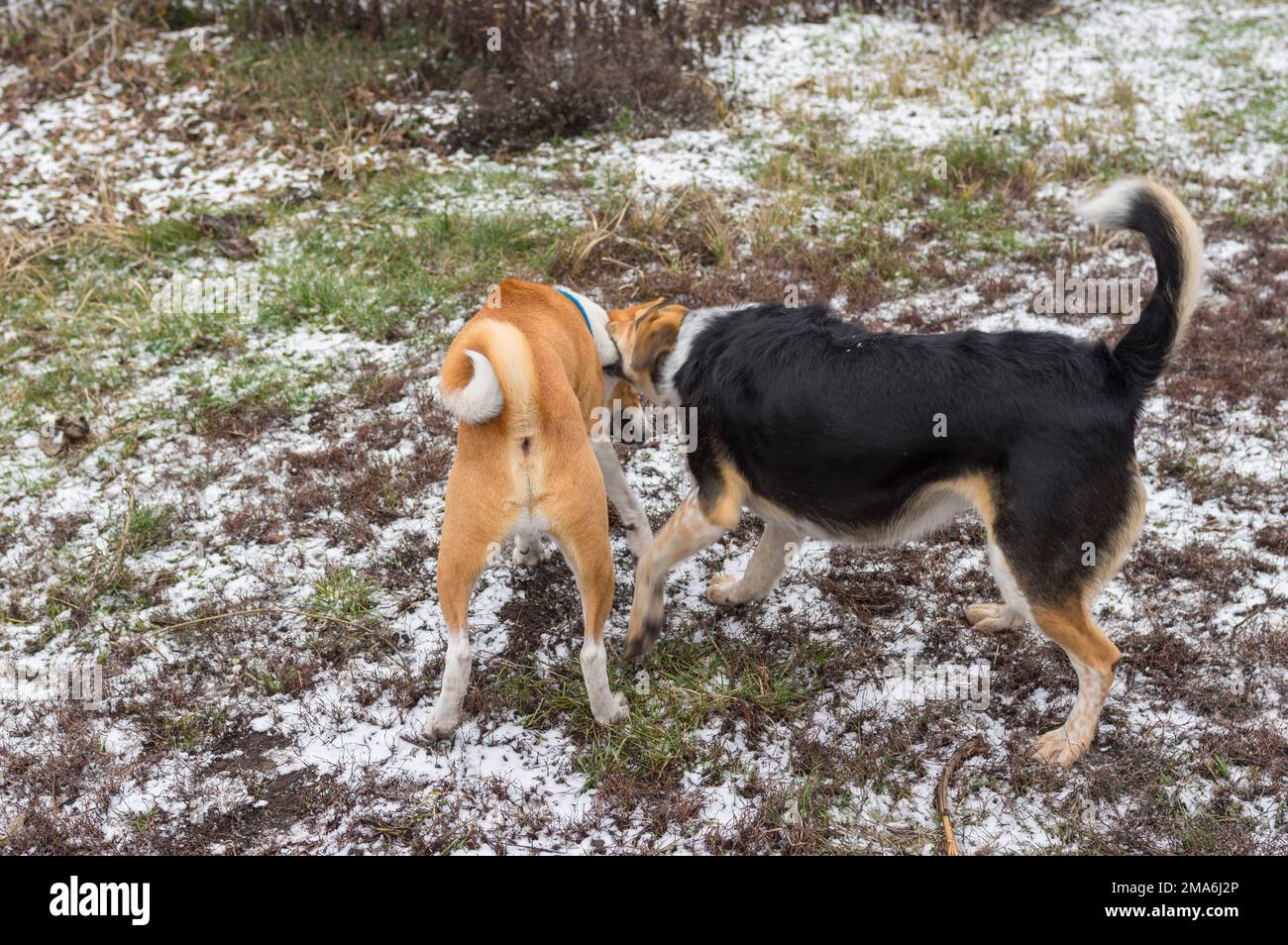 Black hunting female dog bite Basenji male dog on the the neck while ...