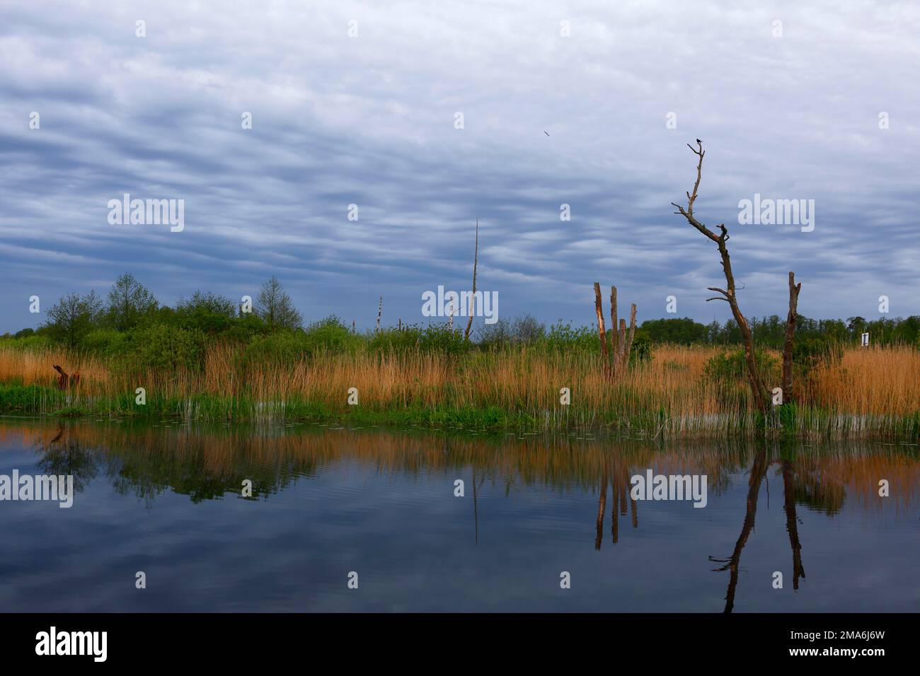 Morning atmosphere over the river Peene, Peene Valley River Landscape ...