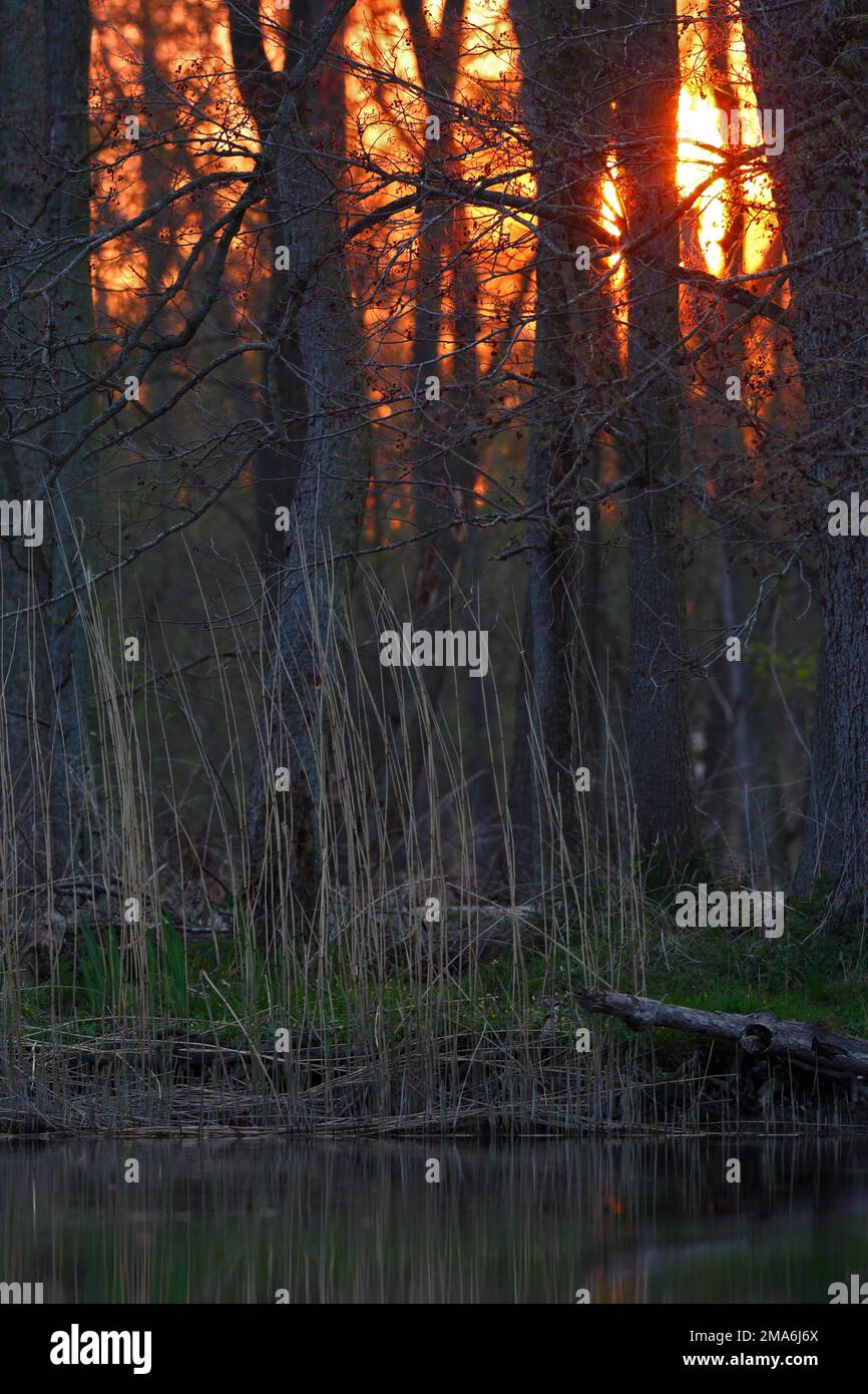 Sunset in the Alder Marsh Forest, Peene Valley River Landscape nature ...
