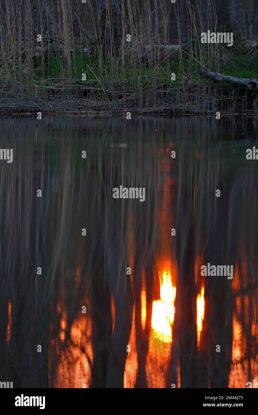 Sunset in the Alder Marsh Forest, Peene Valley River Landscape nature ...
