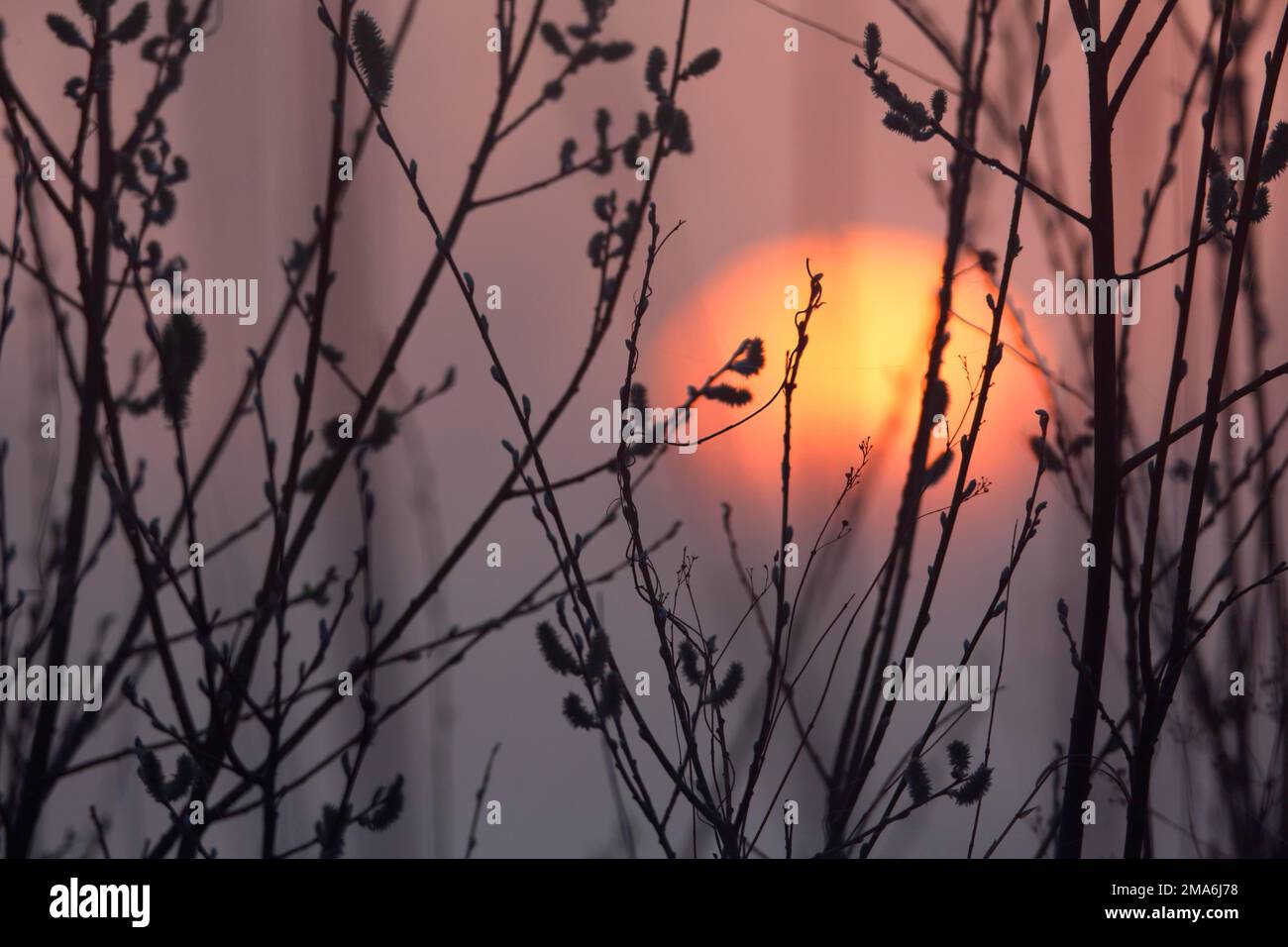 Sunset in the Alder Marsh Forest, Peene Valley River Landscape nature ...