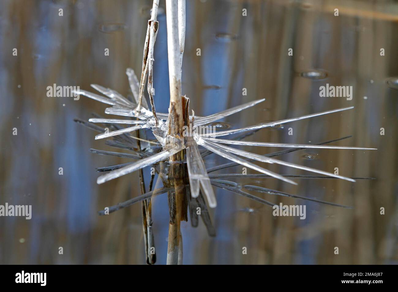 Ice structures on a reed blade in spring, Peene Valley River Landscape ...