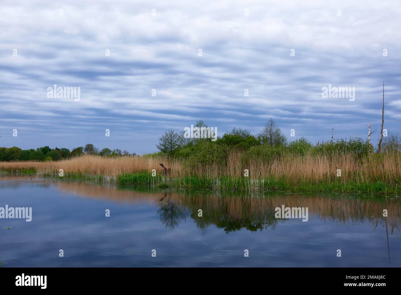 Morning atmosphere over the river Peene, Peene Valley River Landscape ...