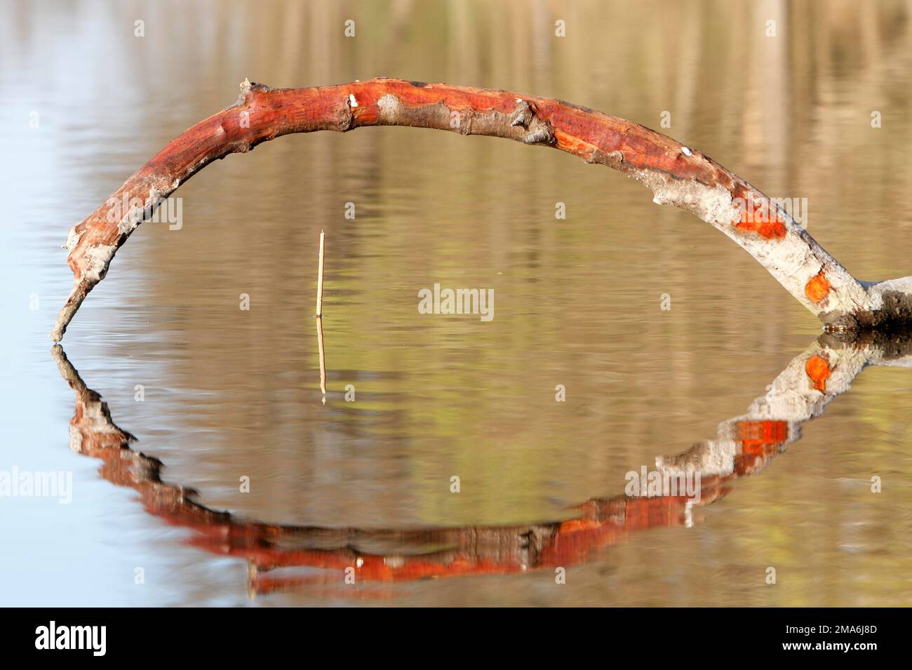 Branch in water, chemical reaction of wood to pollutants in water ...