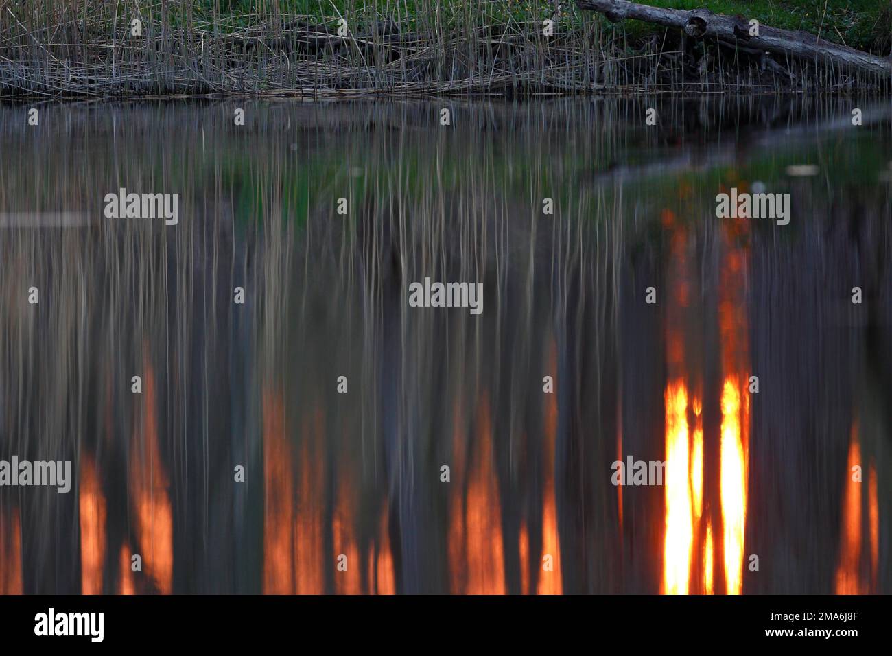 Sunset in the Alder Marsh Forest, Peene Valley River Landscape nature ...