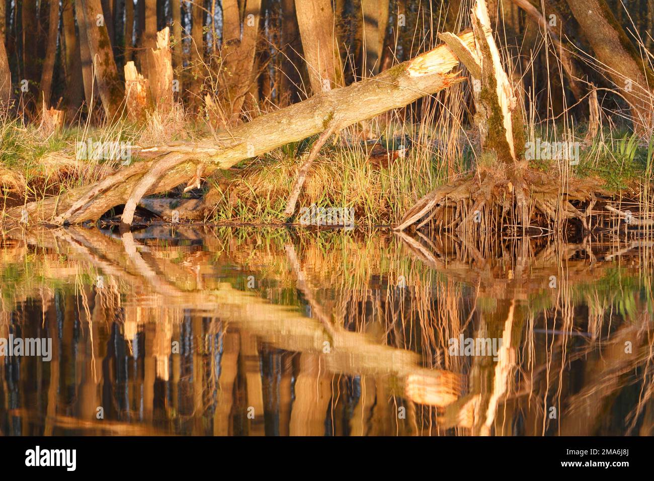 Evening mood on the river, deadwood on the bank of the Peene, alder ...