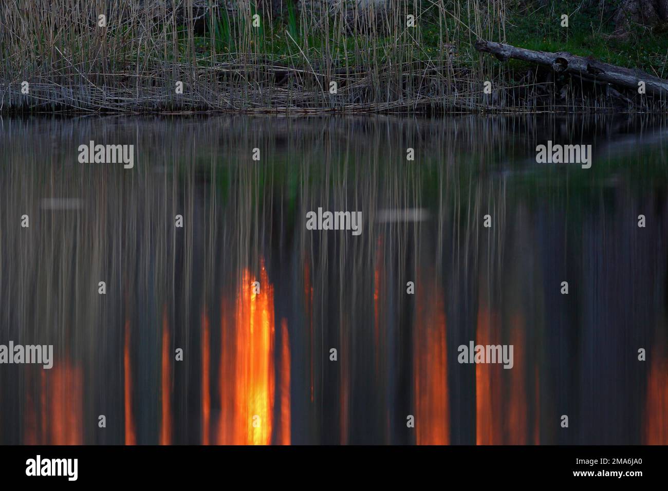 Sunset in the Alder Marsh Forest, Peene Valley River Landscape nature ...