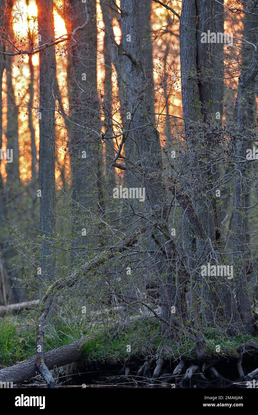 Sunset in the Alder Marsh Forest, Peene Valley River Landscape nature ...