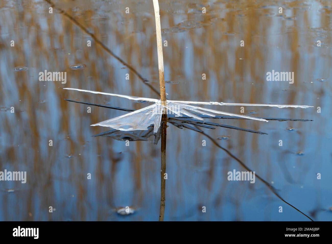 Ice structures on a reed blade in spring, Peene Valley River Landscape ...