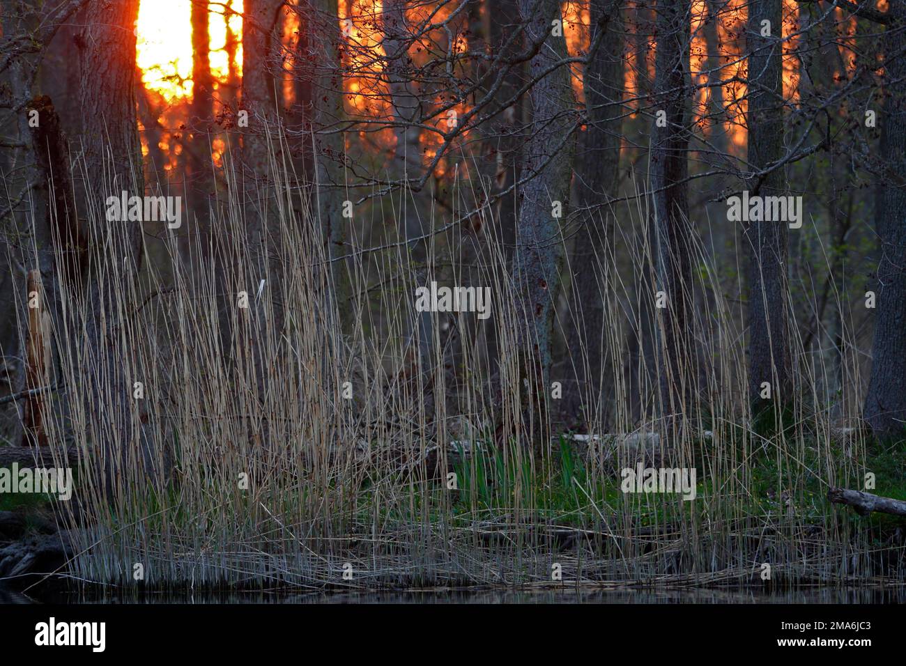 Sunset in the Alder Marsh Forest, Peene Valley River Landscape nature ...