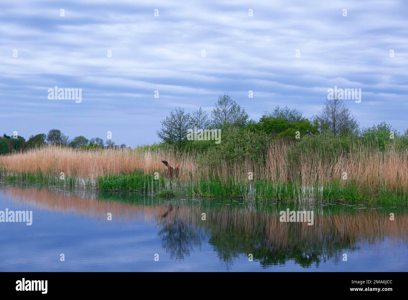 Morning atmosphere over the river Peene, Peene Valley River Landscape ...