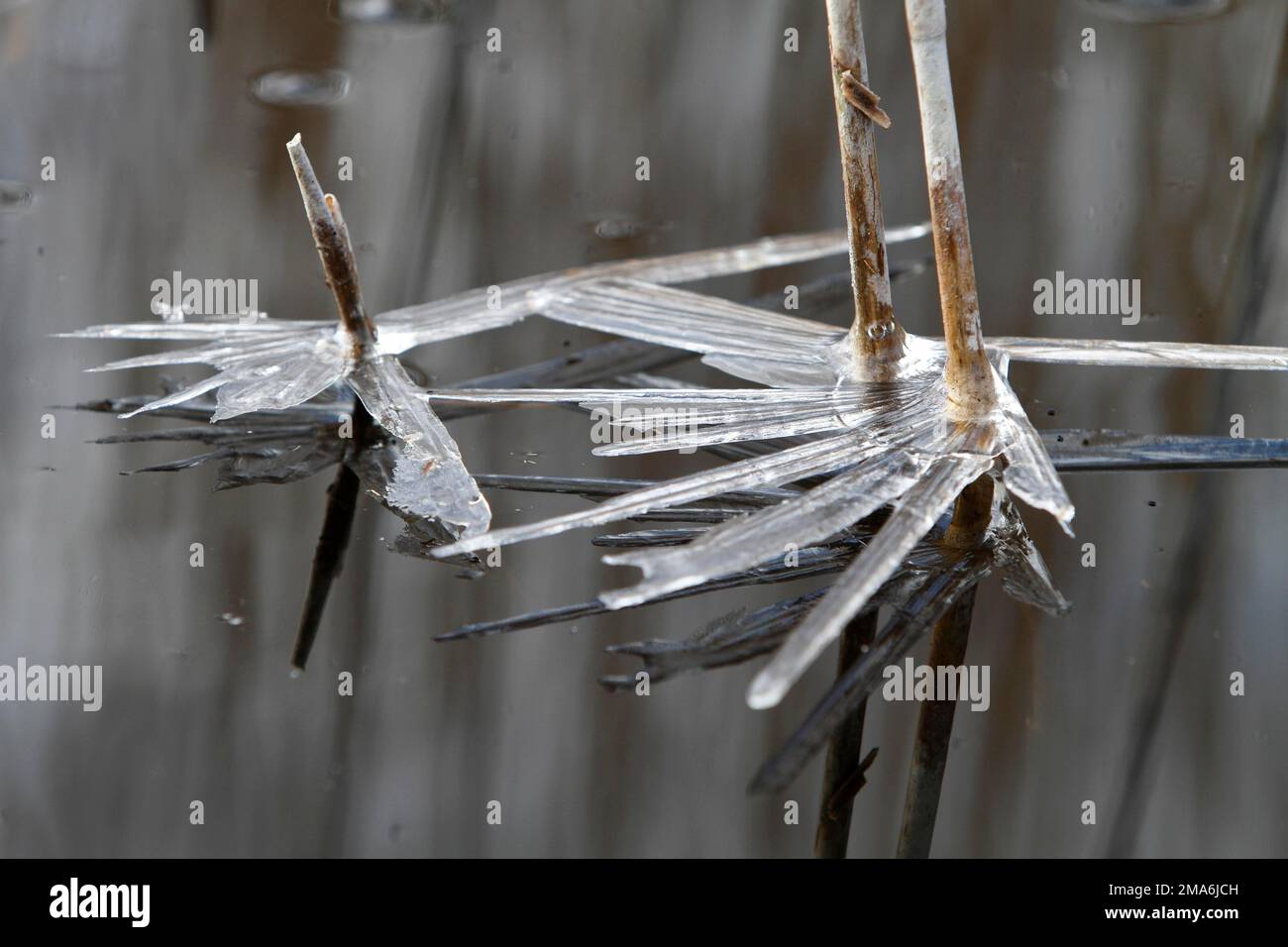 Ice structures on a reed blade in spring, Peene Valley River Landscape ...