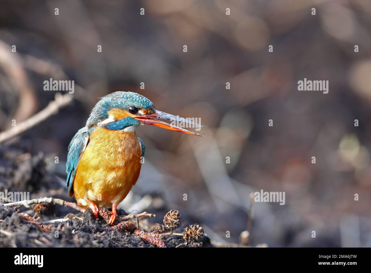 Kingfisher (Alcedo atthis), with soil on its beak after digging a ...