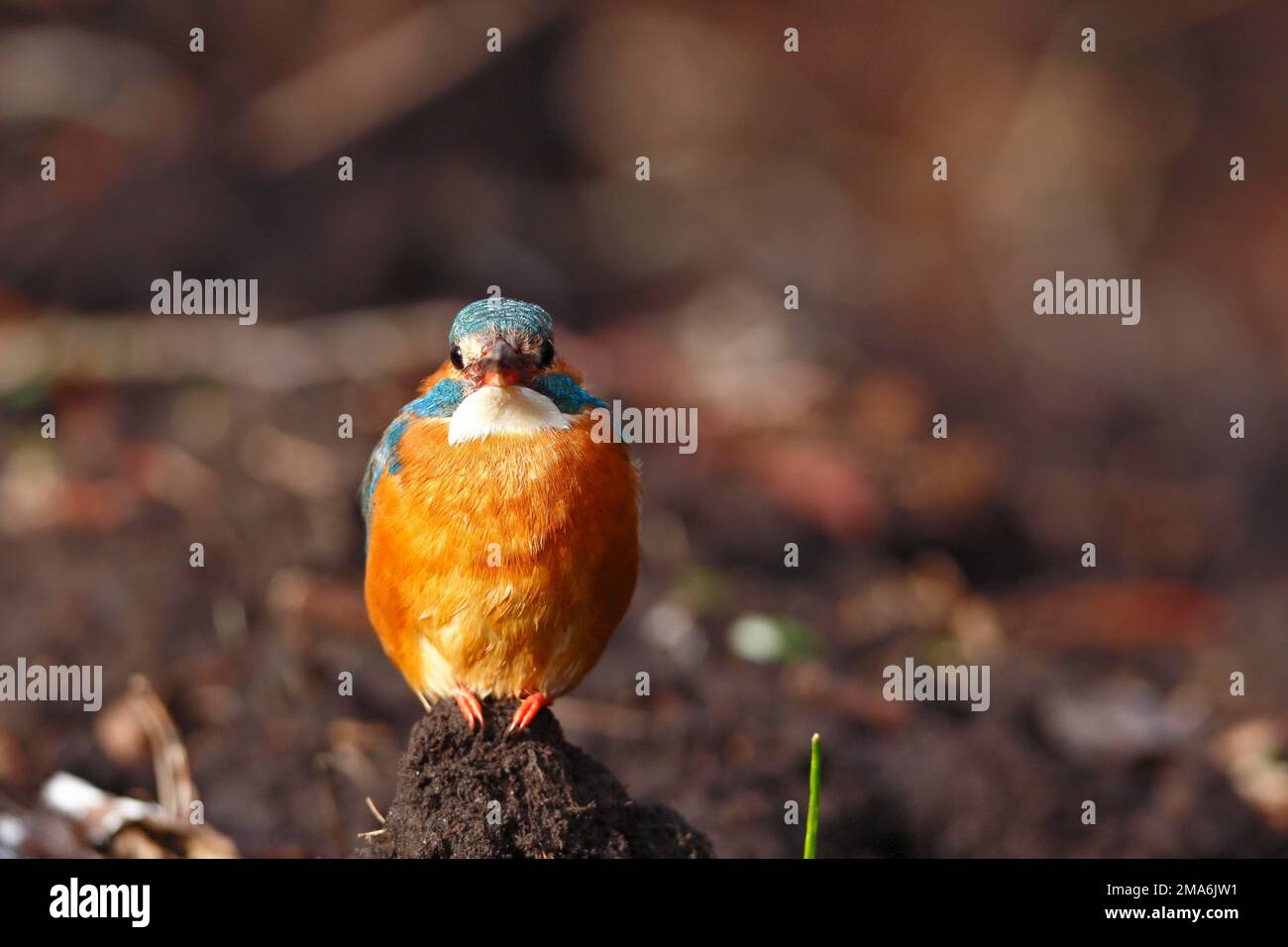 Kingfisher (Alcedo atthis), with soil on its beak after digging a ...