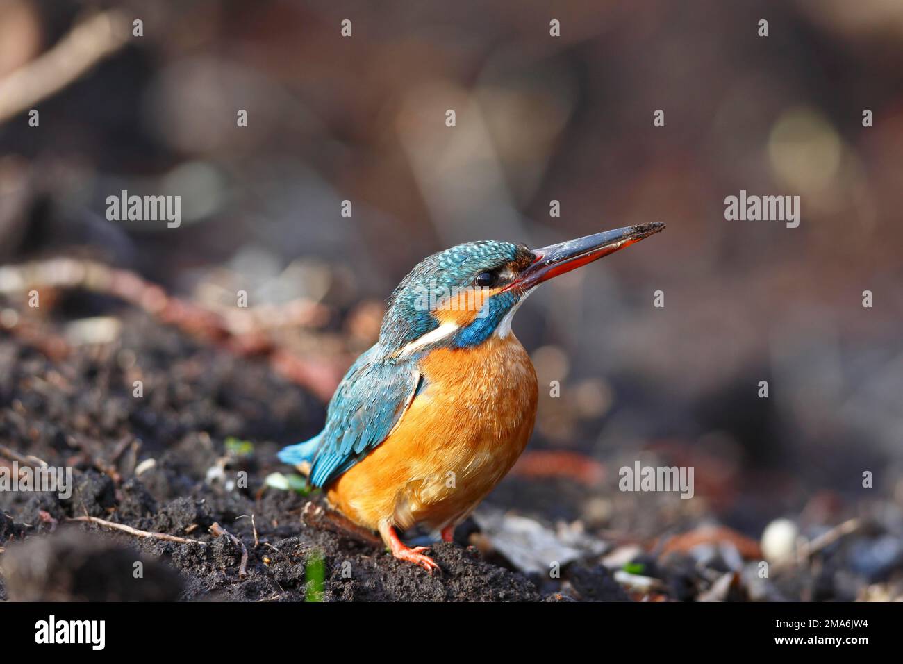 Kingfisher (Alcedo atthis), with soil on its beak after digging a ...