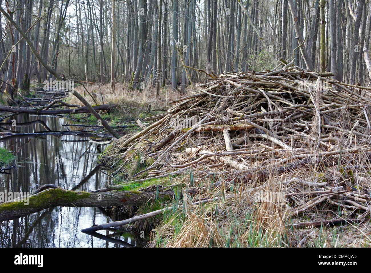 Beaver (Castor fiber), beaver lodge in the alder swamp forest, Peene ...
