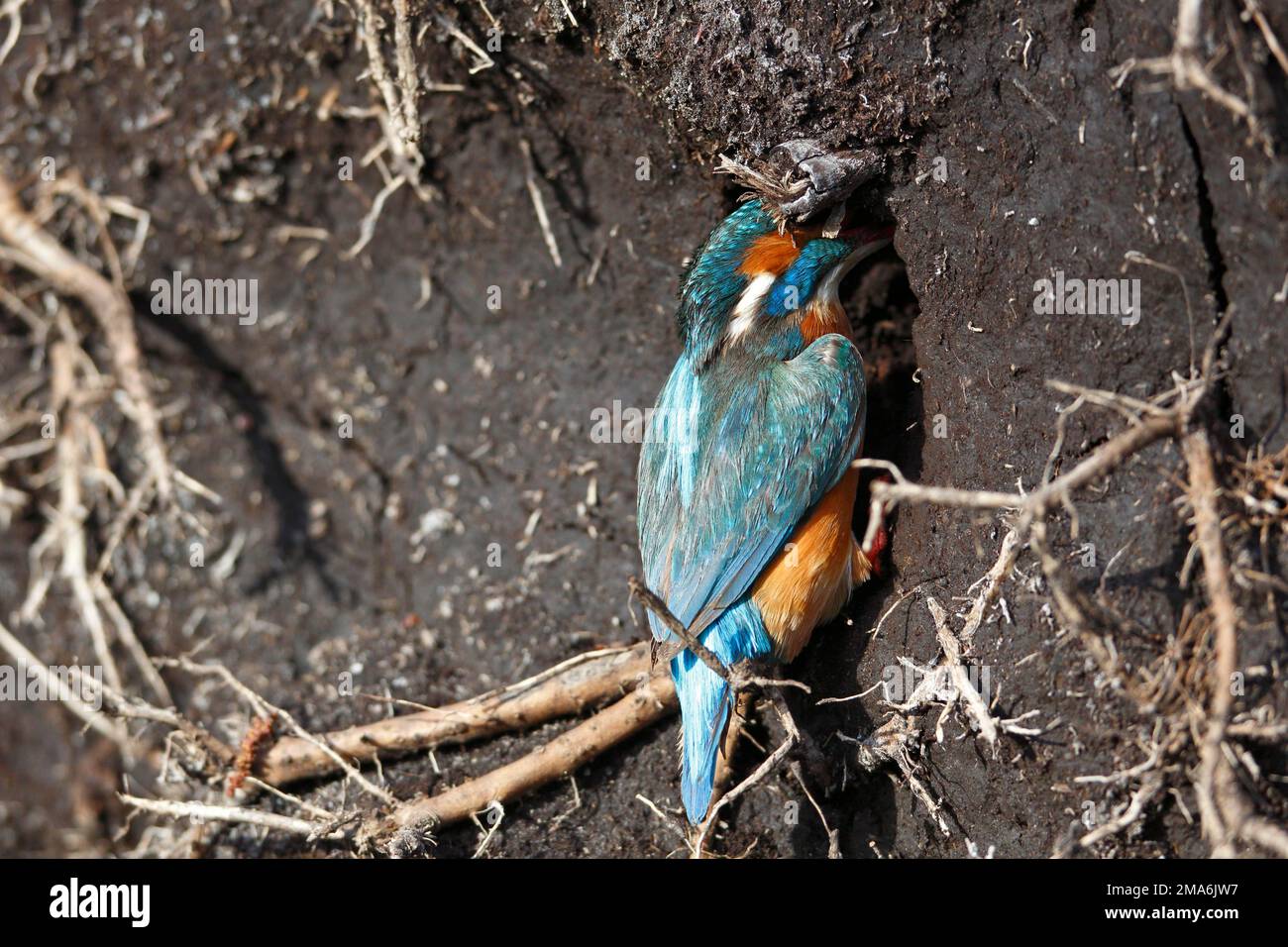 Kingfisher (Alcedo atthis), digging a breeding tube into the root ball ...