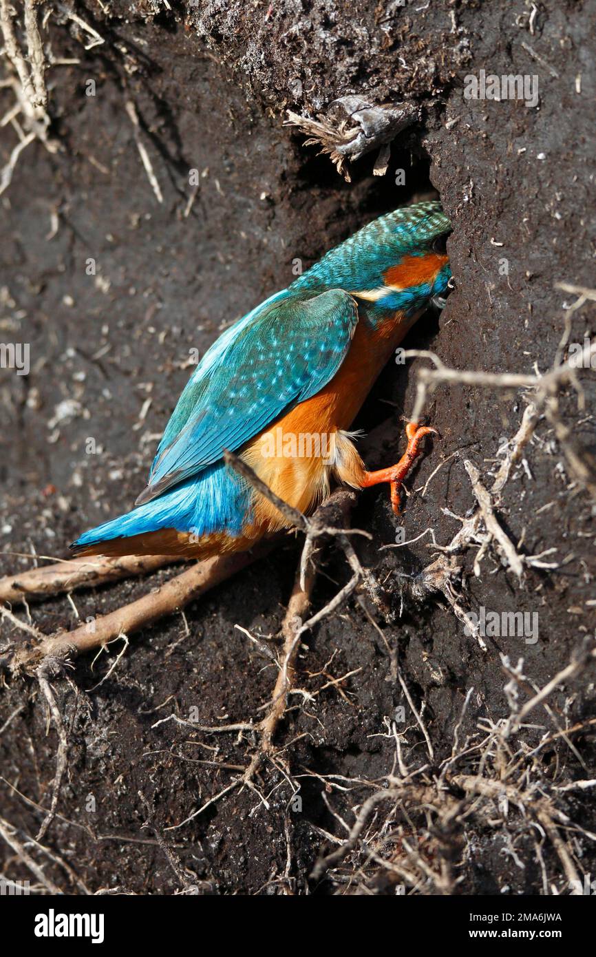 Kingfisher (Alcedo atthis), digging a breeding tube into the root ball ...