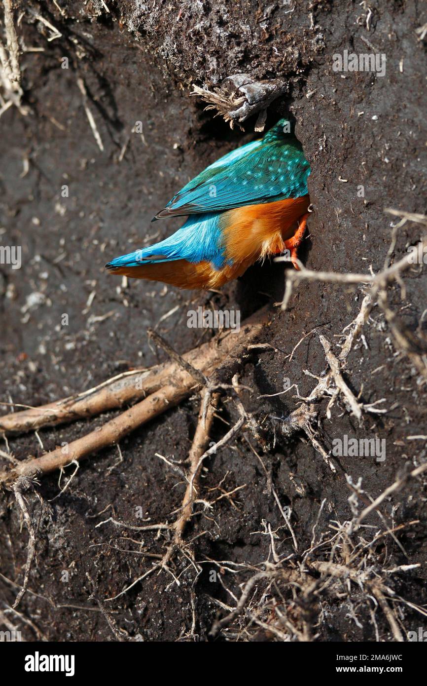 Kingfisher (Alcedo atthis), digging a breeding tube into the root ball ...
