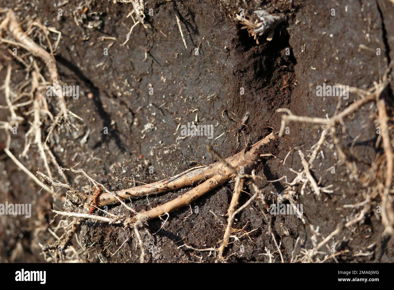 Kingfisher (Alcedo atthis), breeding tube in the root ball of a fallen ...