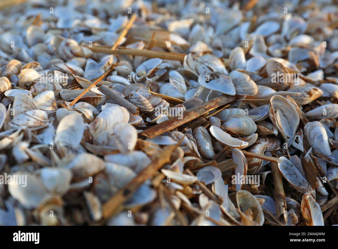 Washed-up mussels on the shore of Lake Kummerow, Peene Valley River ...