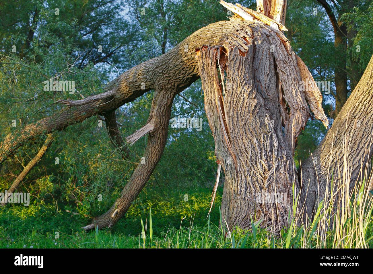 Fallen tree, storm damage, Peene Valley River Landscape nature Park ...