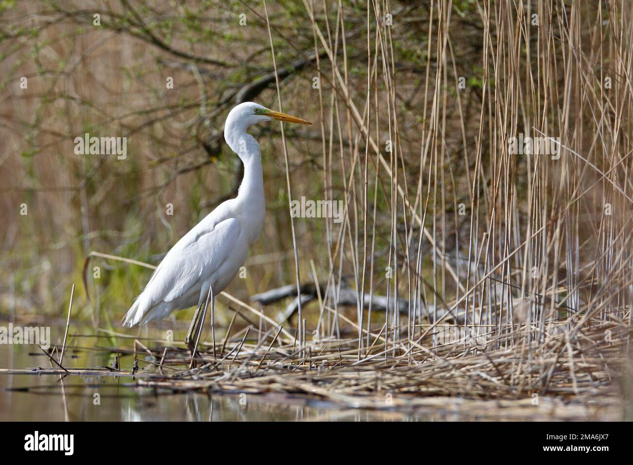 Great White Egret (Egretta alba) (Syn. : Casmerodius albus), study in ...