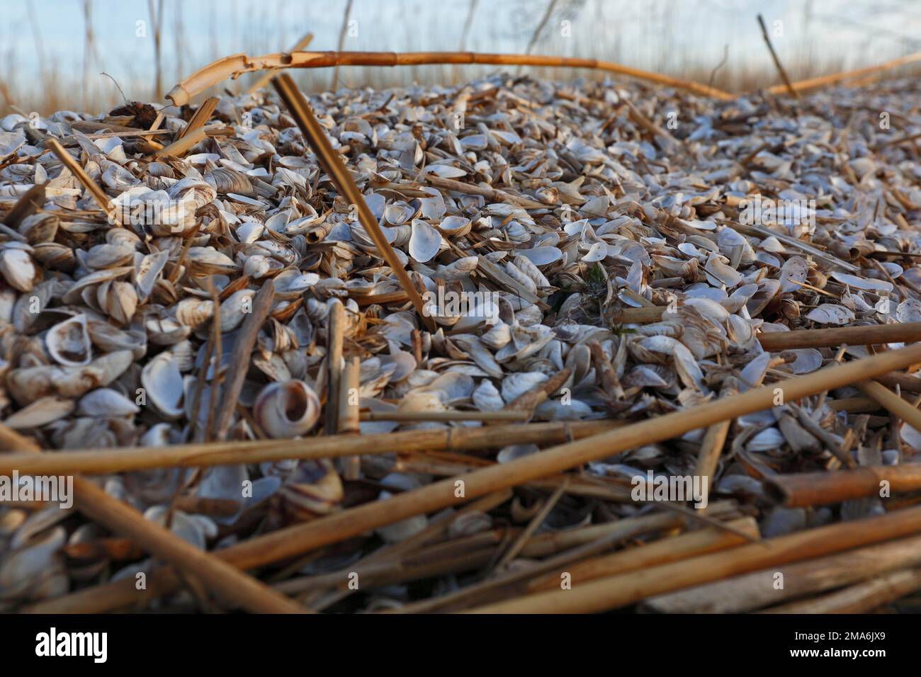 Washed-up mussels on the shore of Lake Kummerow, Peene Valley River ...