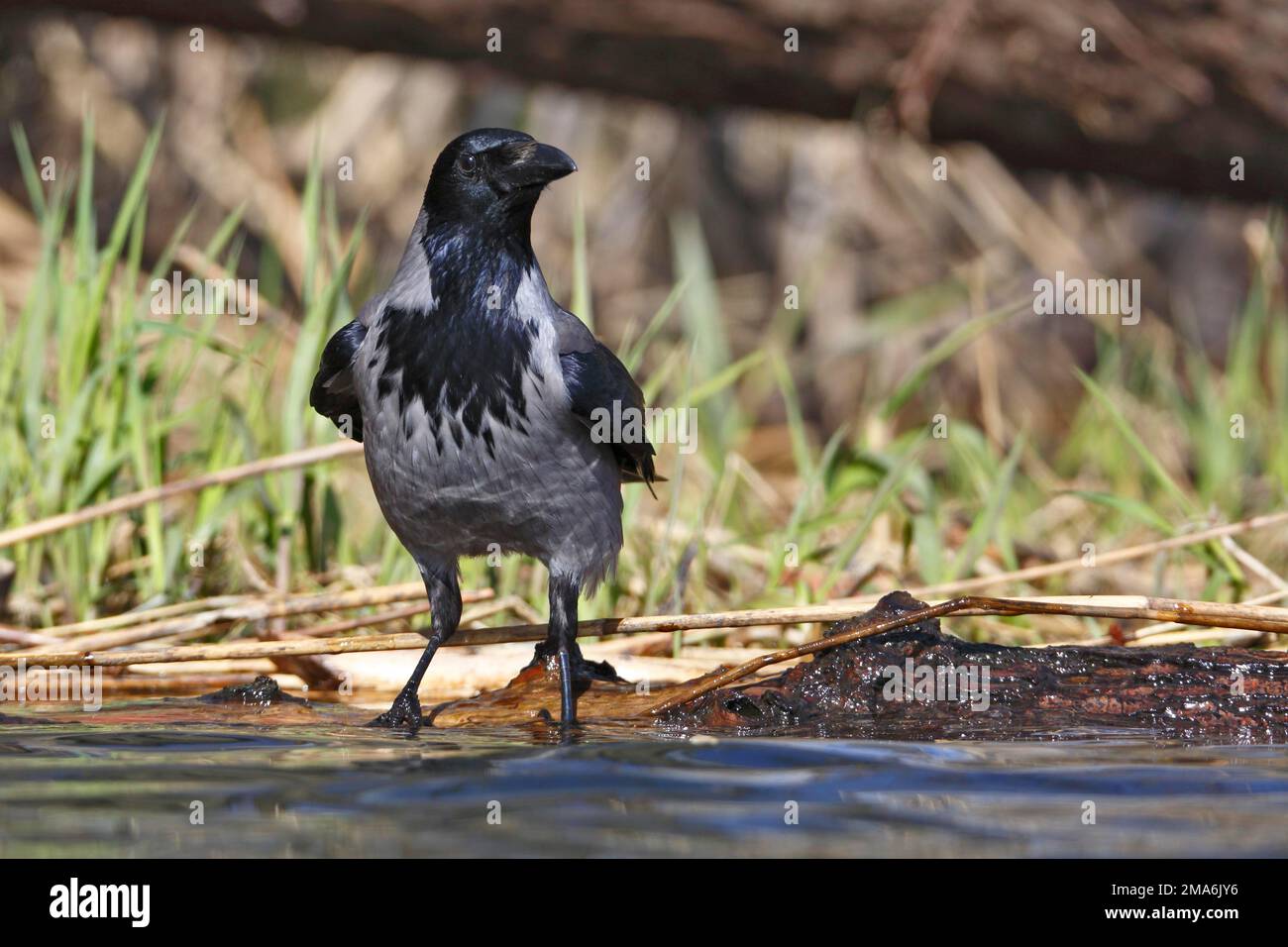 Hooded crow (Corvus cornix) on a floating tree trunk, Peene Valley ...