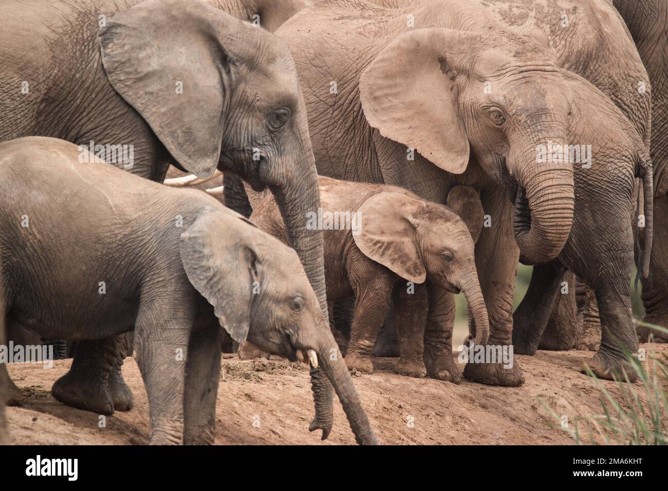 Group of elephants with cubs in Addo Elephant National Park, South ...