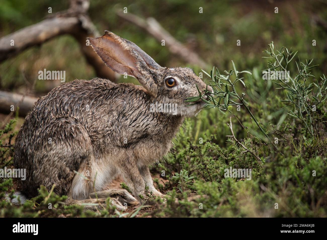 Hare in the bushes during the day in Addo Elephant National Park, South ...