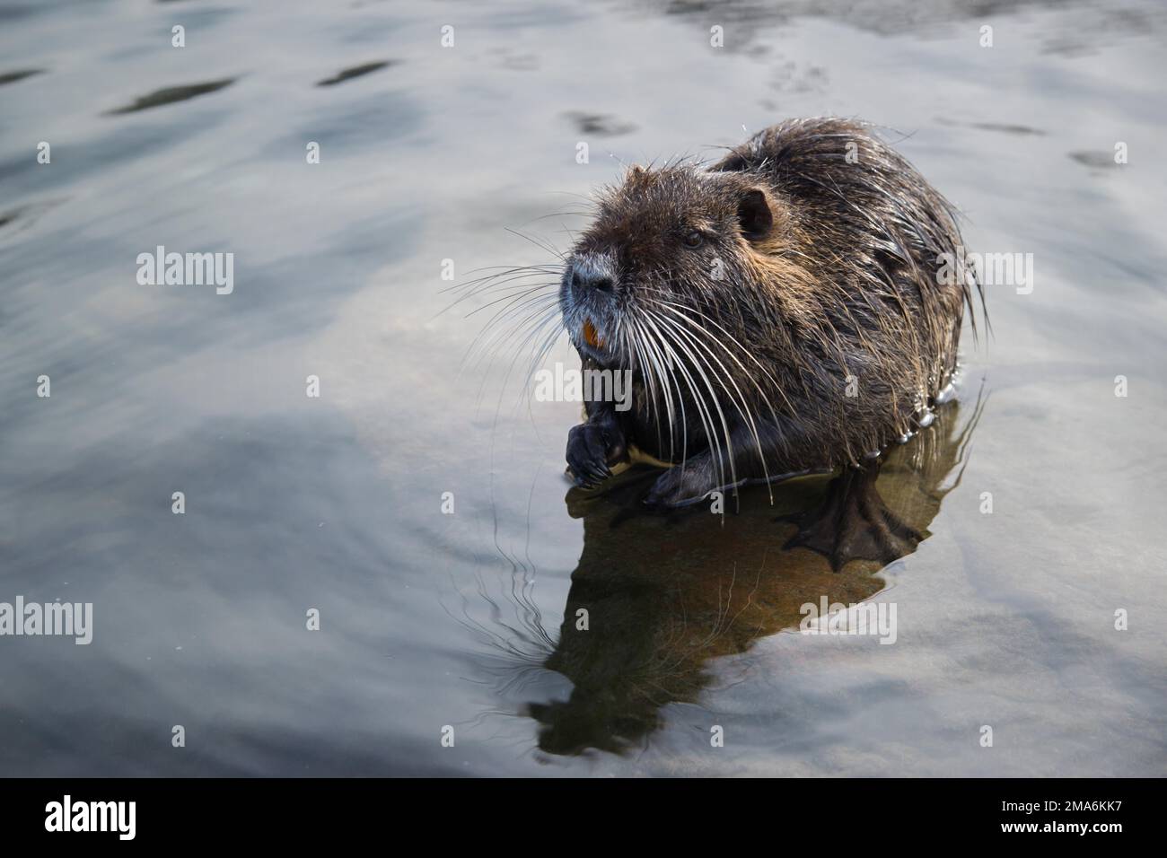 Nutria standing hi-res stock photography and images - Alamy