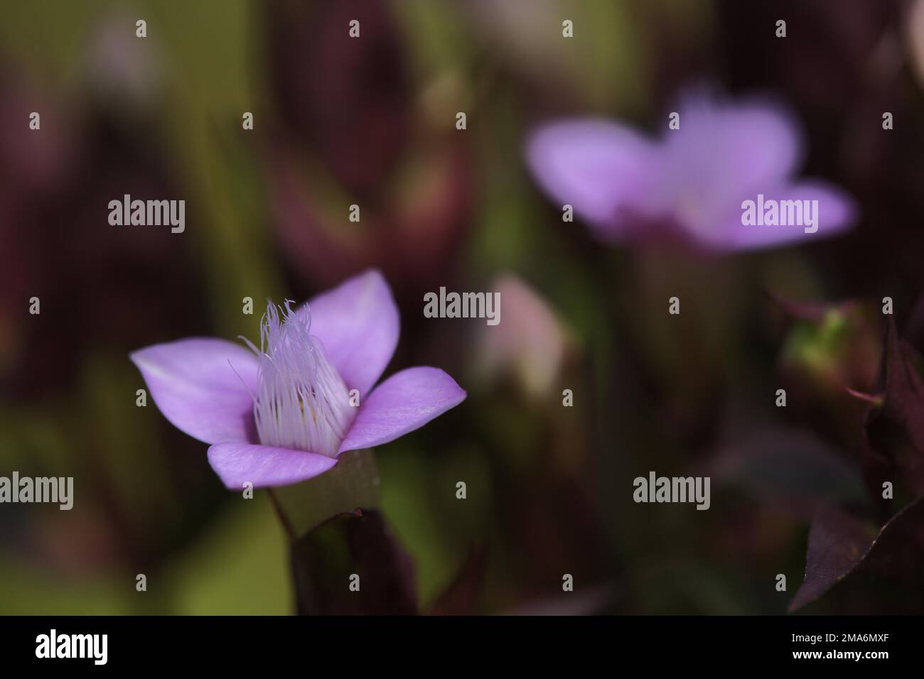 Field Gentian (Gentianella campestris) at the Hochtannberg Pass ...