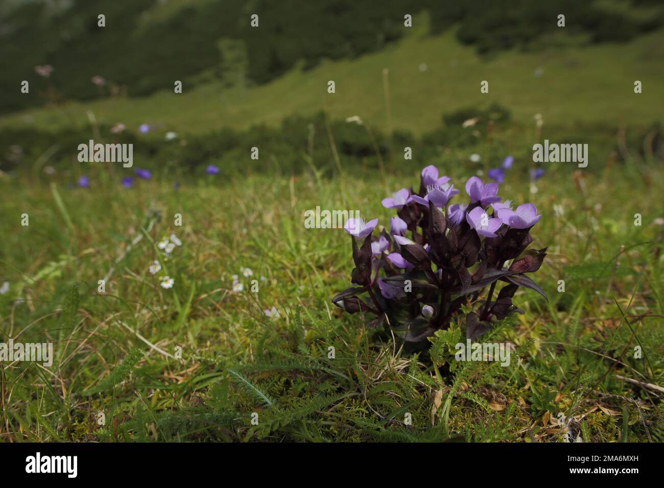 Field Gentian (Gentianella campestris) at the Hochtannberg Pass ...
