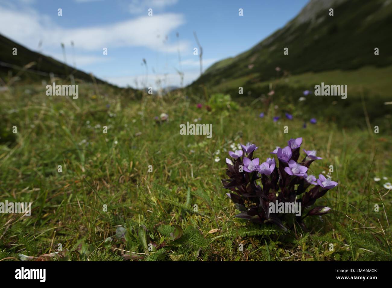 Field Gentian (Gentianella campestris) at the Hochtannberg Pass ...