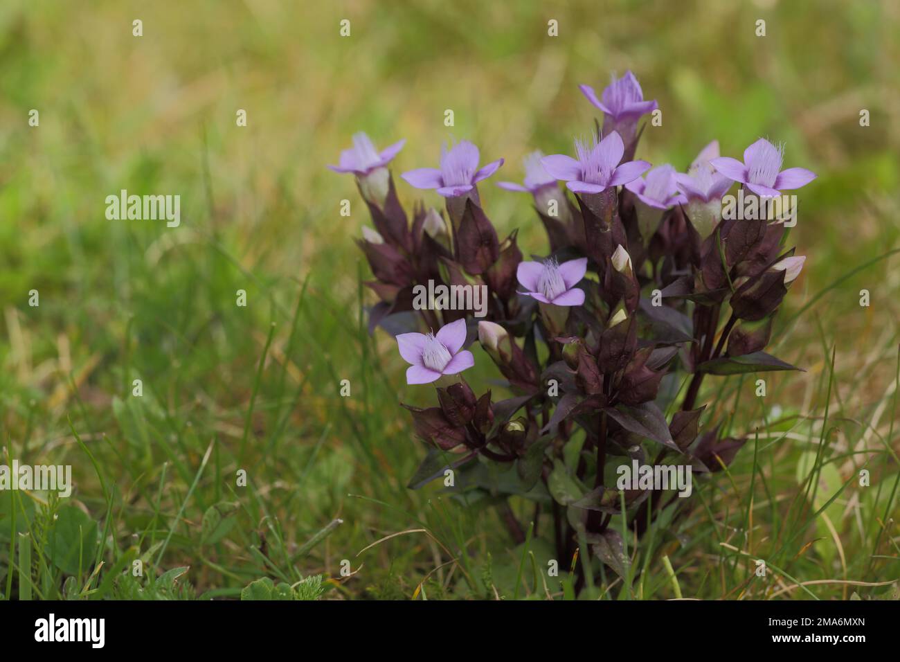 Field Gentian (Gentianella campestris) at the Hochtannberg Pass ...