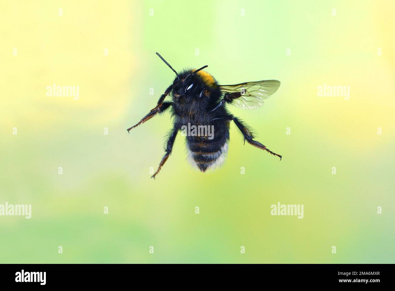 Dark earth bumblebee (Bombus terrestris), in flight, highspeed nature ...