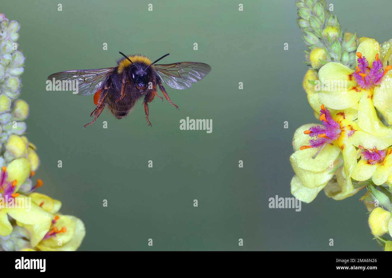 Dark earth bumblebee (Bombus terrestris), in flight, highspeed nature ...