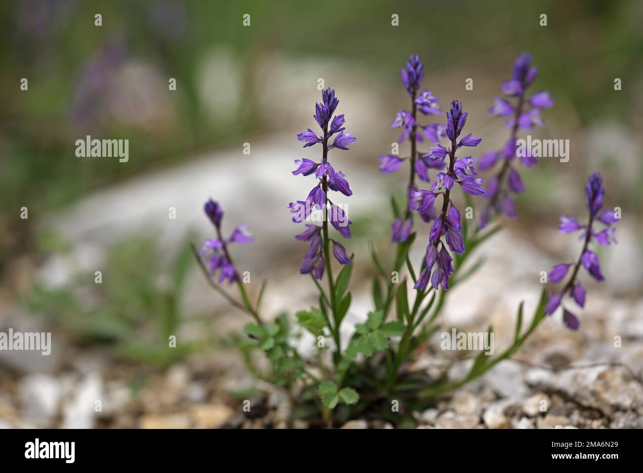 Common crucifer (Polygala vulgaris) in Gutenstein, Northern Eastern ...