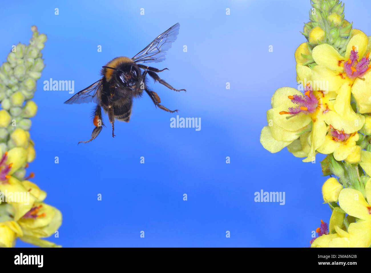 Dark earth bumblebee (Bombus terrestris), in flight, highspeed nature ...