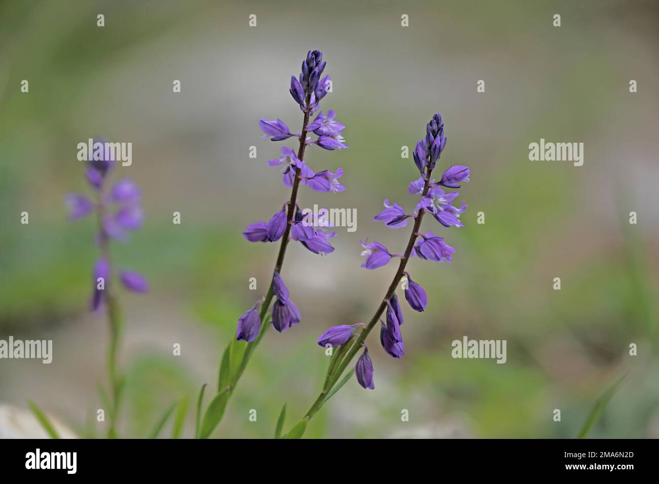 Common crucifer (Polygala vulgaris) in Gutenstein, Northern Eastern ...