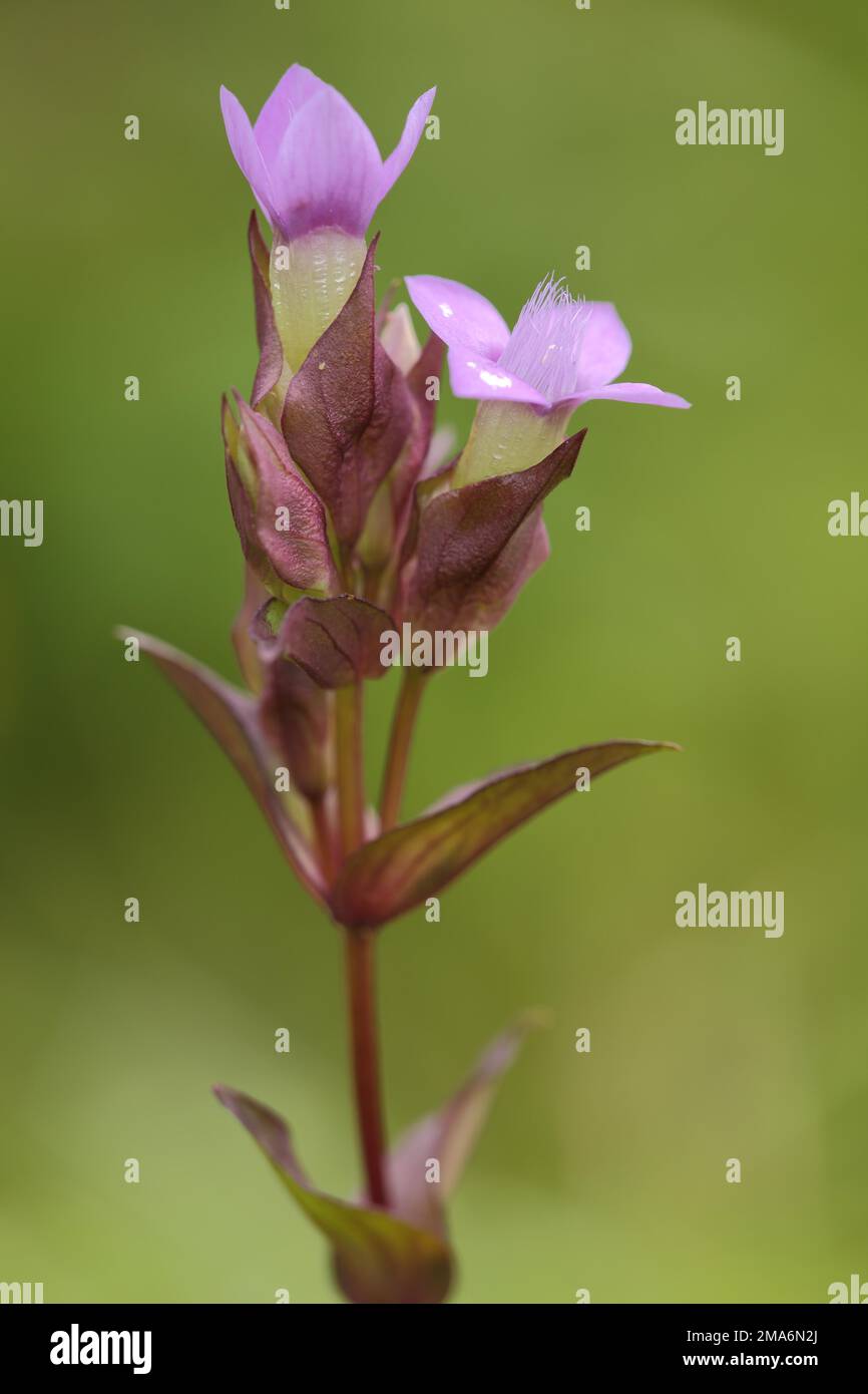 Field Gentian (Gentianella campestris) in Furkajoch, Vorarlberg, Alps ...