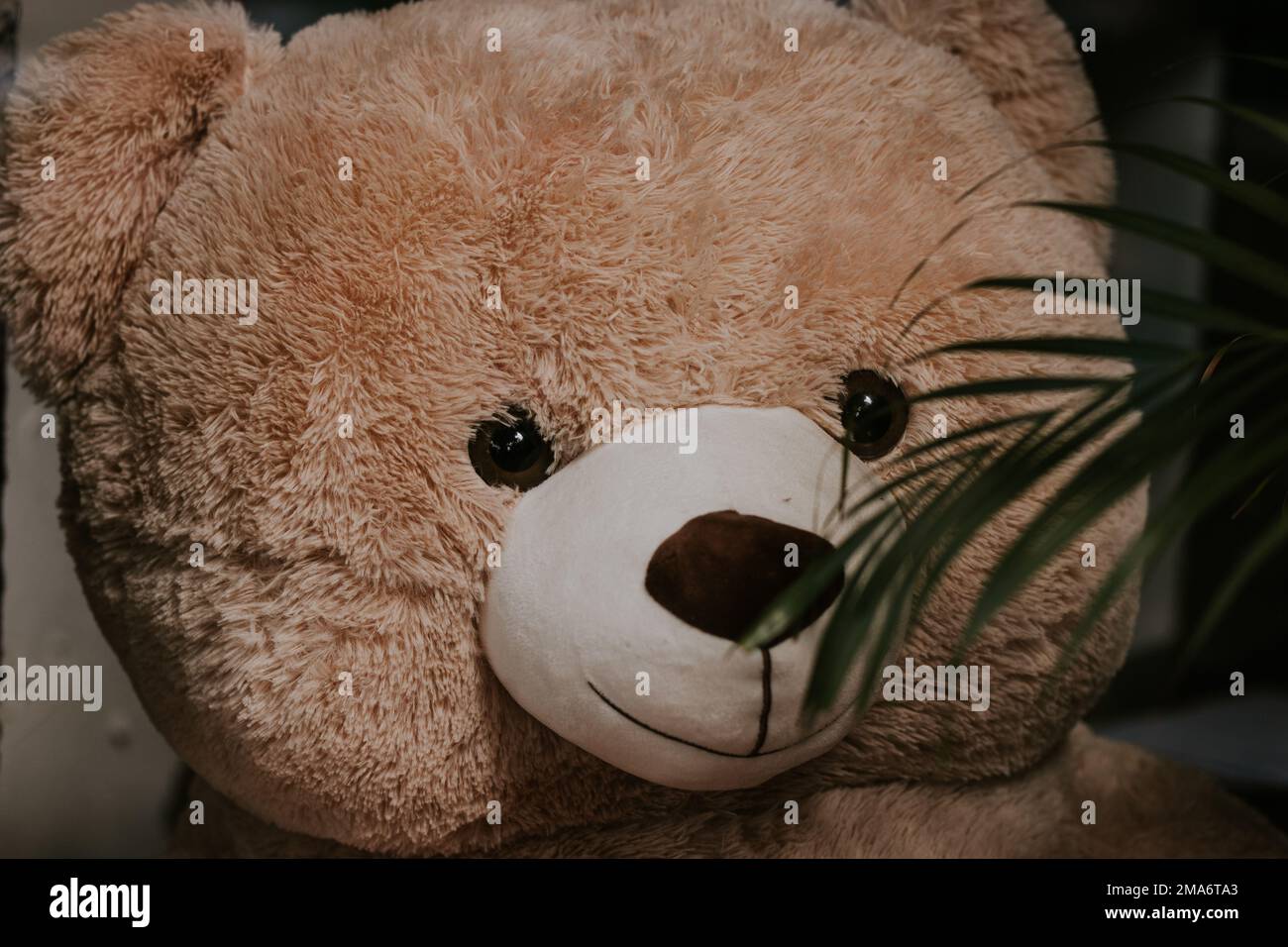 Teddy bear in a shop Stock Photo - Alamy
