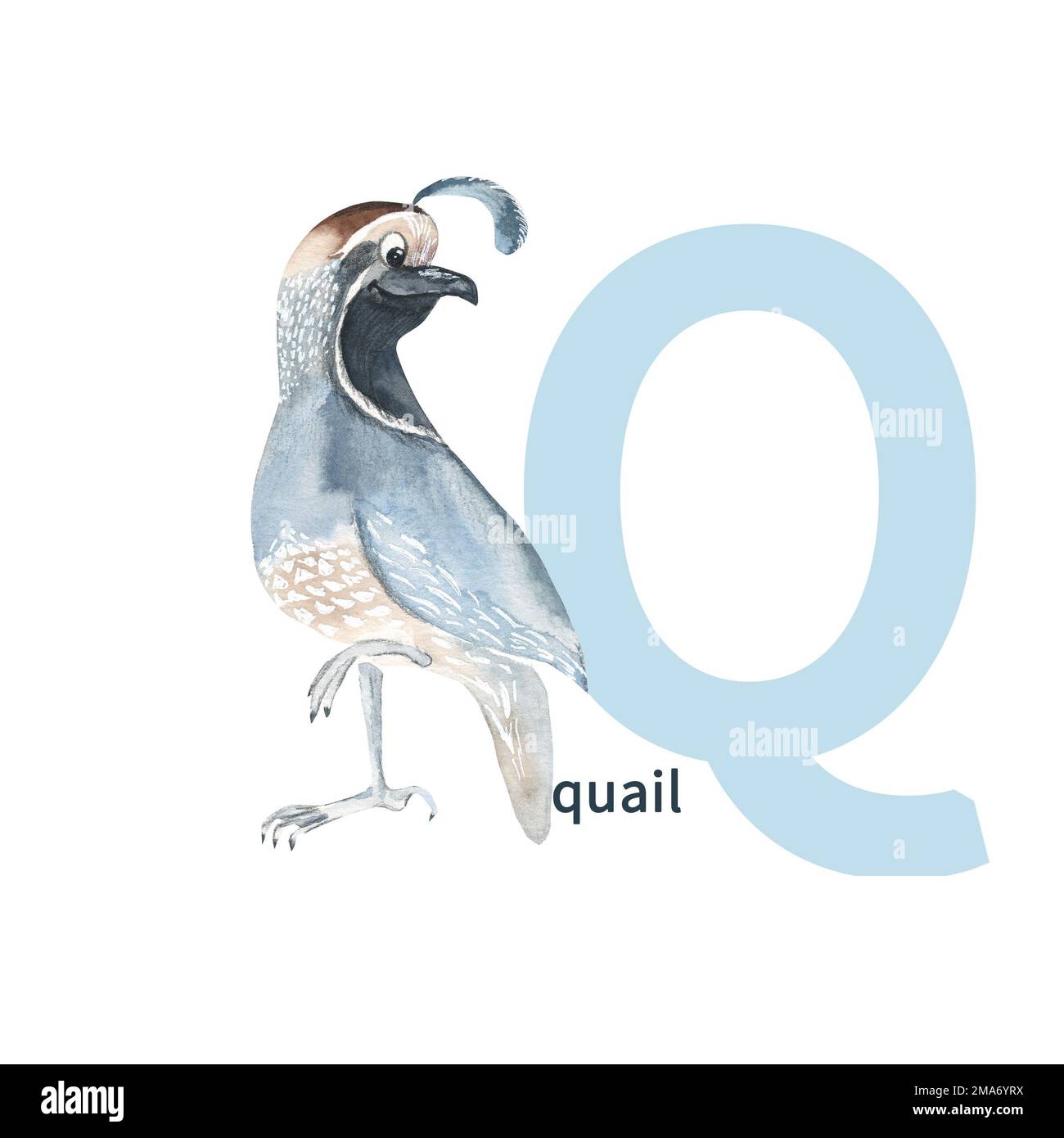 Letter Q, quail, cute kids animal ABC alphabet. Watercolor illustration ...