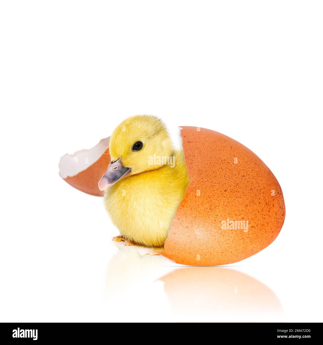 Duckling hatching egg Cut Out Stock Images & Pictures - Alamy