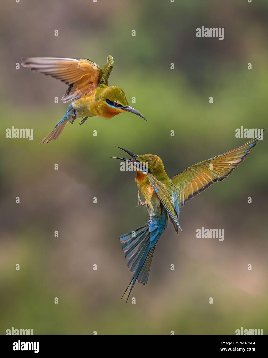 STUNNING images of two feisty blue-tailed bee eaters battling and ...