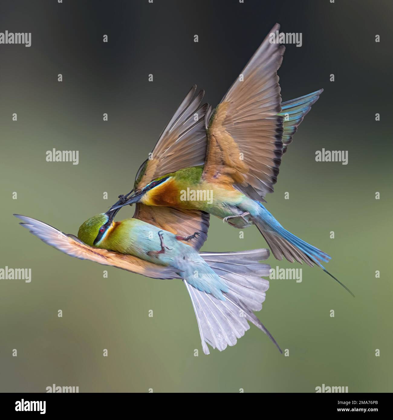 STUNNING images of two feisty blue-tailed bee eaters battling and ...