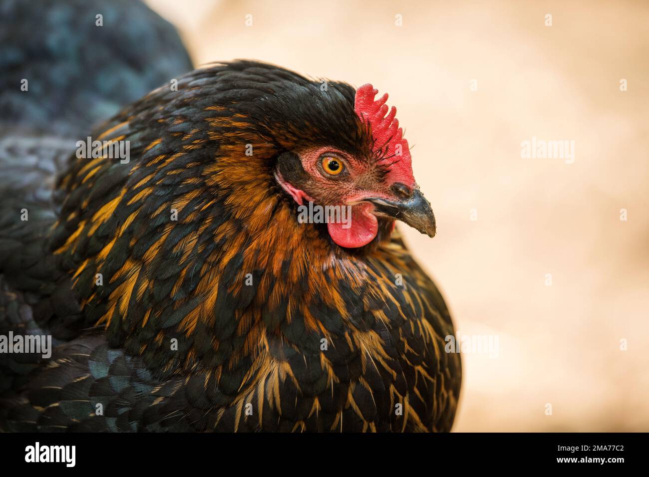Hen in nature background Stock Photo - Alamy