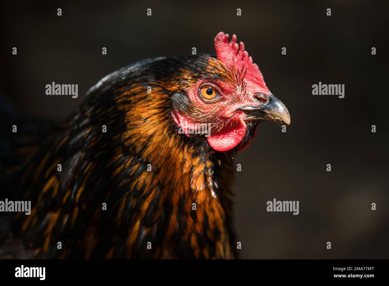 Hen in nature background Stock Photo - Alamy