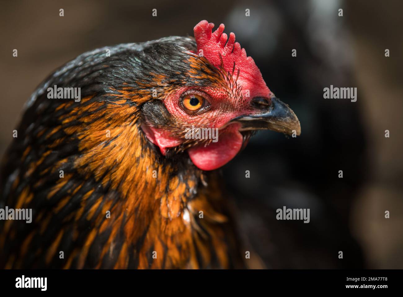 Hen in nature background Stock Photo - Alamy